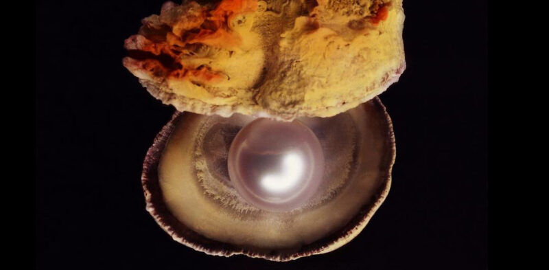 CULTURED PEARLS: GIFTS OF NATURE – Palladio Jewellers